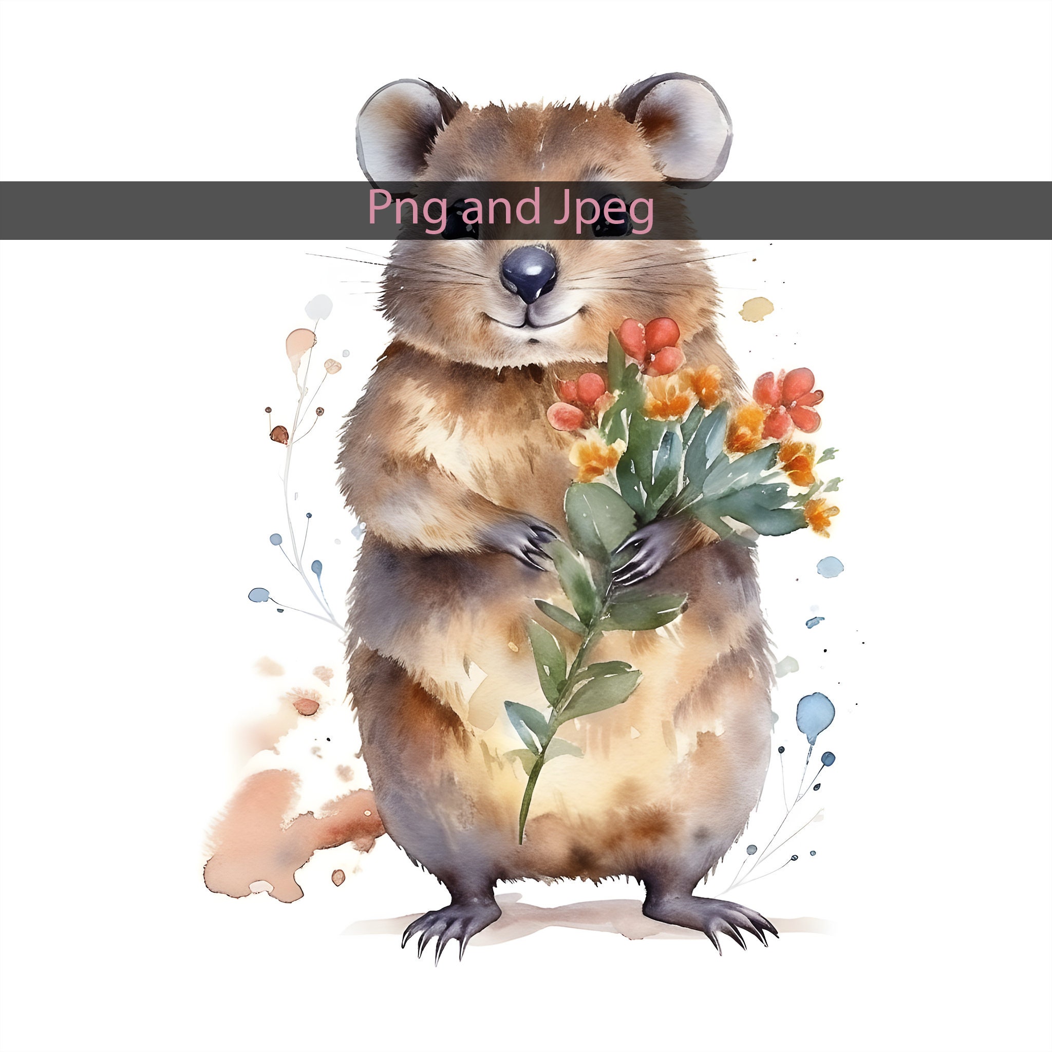 Quokka Illustration Bundle, Watercolor Animal Clipart, Digital ...