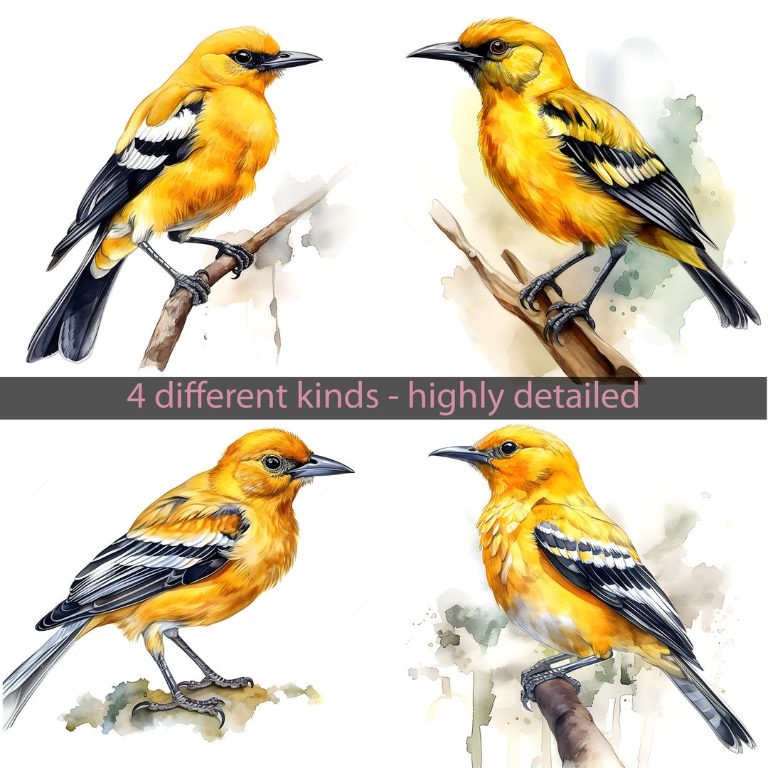 Corn Bird Illustration Bundle, Digital Pictures, Digital Downloads ...