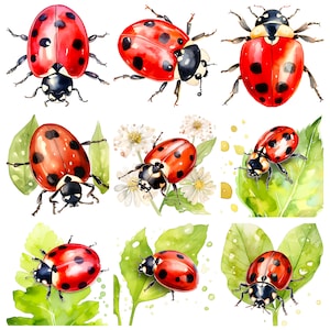 24 Ladybug Clipart, Illustrations Bundle, Watercolor Clipart, Digital ...