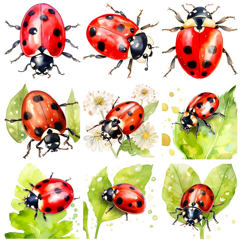 24 Ladybug Clipart, Illustrations Bundle, Watercolor Clipart, Digital ...