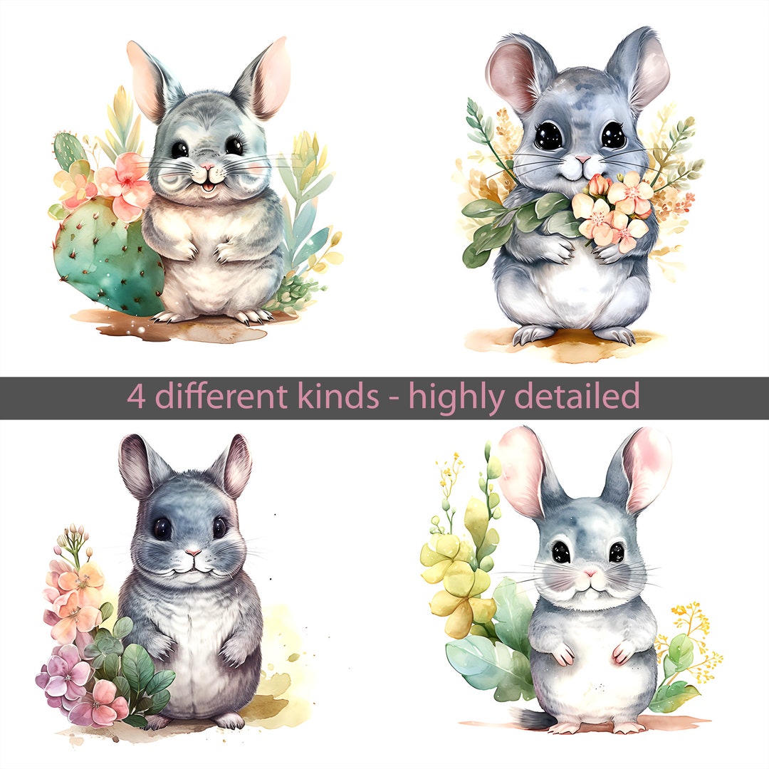 Chinchilla Illustration Bundle, Watercolor Animal Clipart, Digital ...