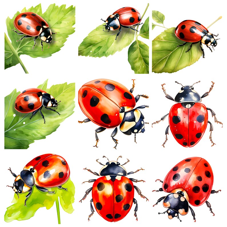 24 Ladybug Clipart, Illustrations Bundle, Watercolor Clipart, Digital ...