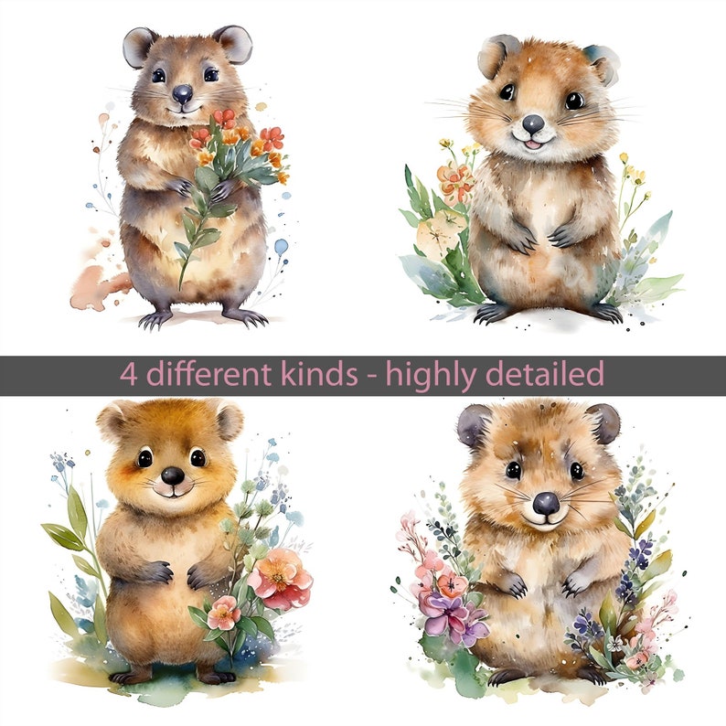 Quokka Illustration Bundle, Watercolor Animal Clipart, Digital ...