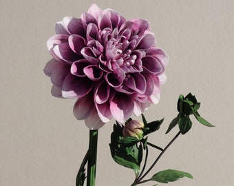 Hot Pink Real Touch Dahlia Extremely Realistic Luxury Quality ...
