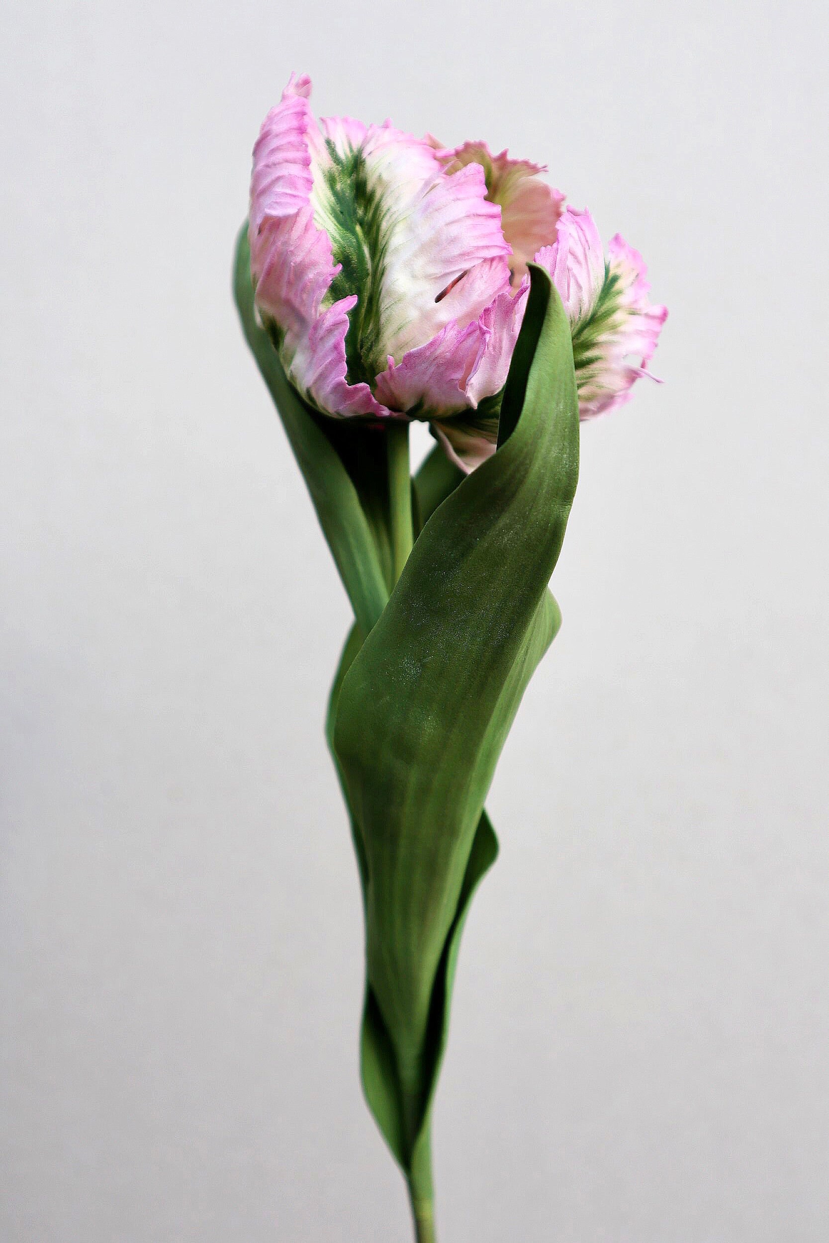 Artificial Real Touch Green Wave Parrot Tulip - Etsy