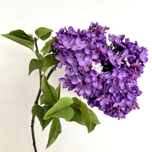 Artificial Lilacs - Etsy