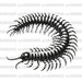 Centipede Svg, Centipede T-shirt, Centipede Vector, Centipede Tattoo ...