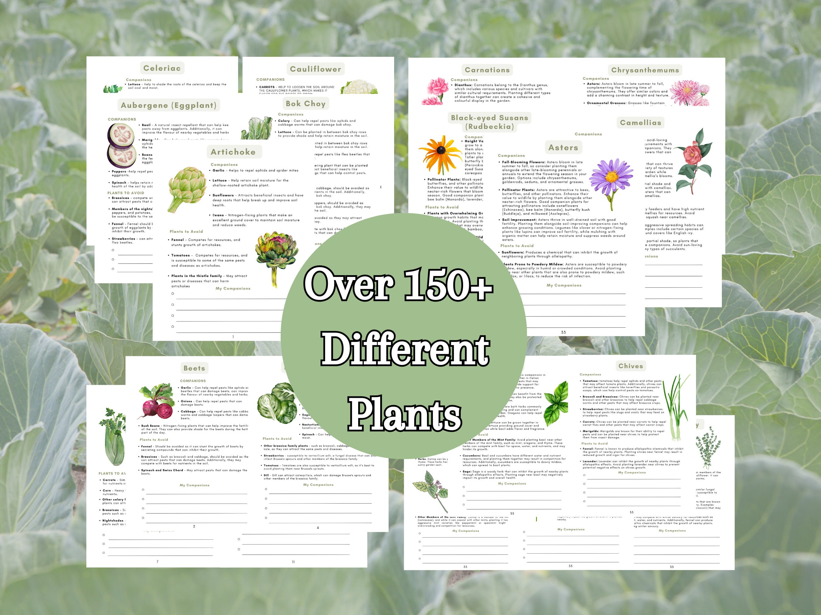 2024 Ultimate Companion Planting Guide New Garden Guide Gardener ...