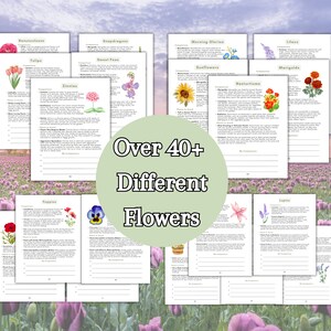 Complete 2024 Flower Companion Planting Guide New Gardener Cheatsheet ...