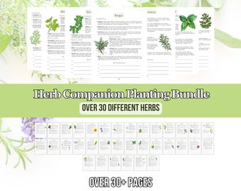2024 Ultimate Companion Planting Guide New Garden Guide Gardener ...