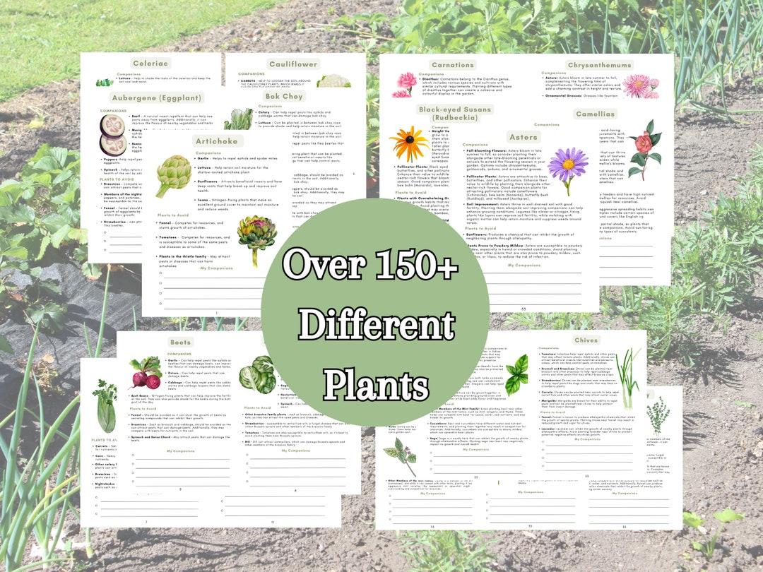 2024 Ultimate Companion Planting Guide New Garden Guide Gardener ...