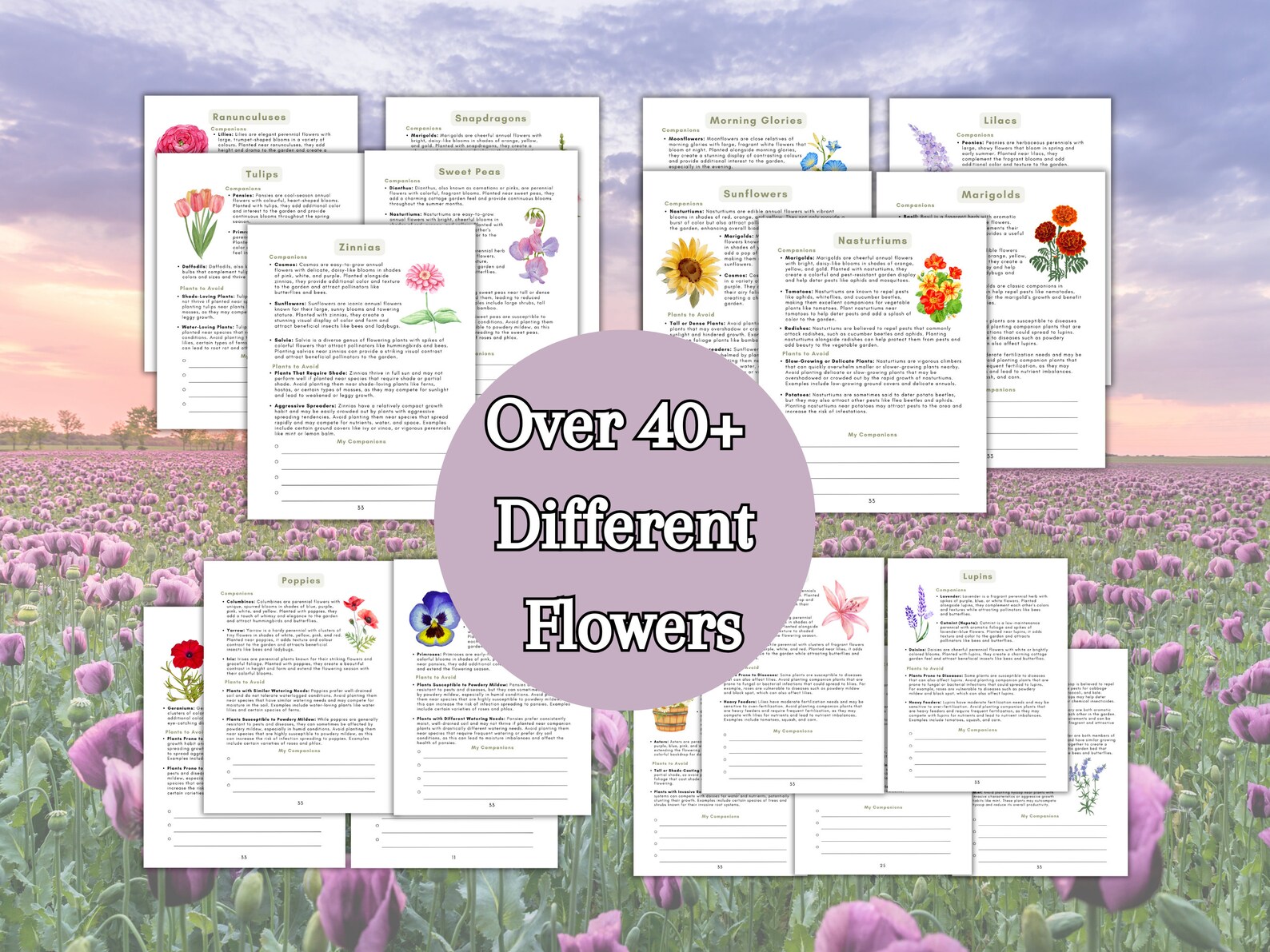 Complete 2024 Flower Companion Planting Guide New Gardener Cheatsheet ...