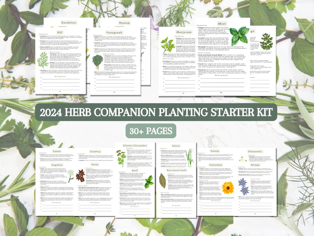 2024 Ultimate Herb Companion Planting Guide New Garden Guide Gardener ...