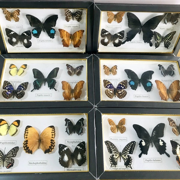 Butterfly Collection - Etsy