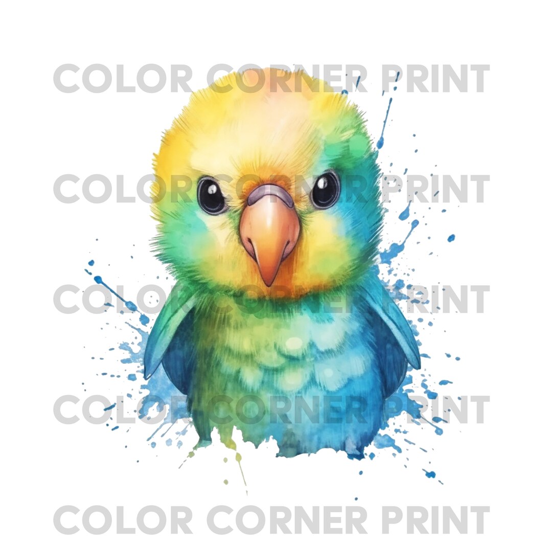Cute Baby Bird Parrot PNG and JPEG Digital Download for Sublimation ...