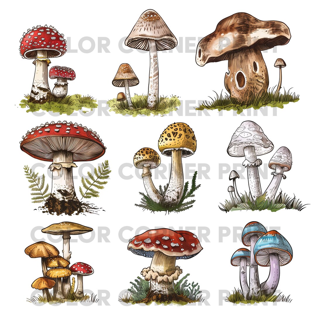Mushroom Chart PNG Digital Download for Sublimation, Mushroom Png ...