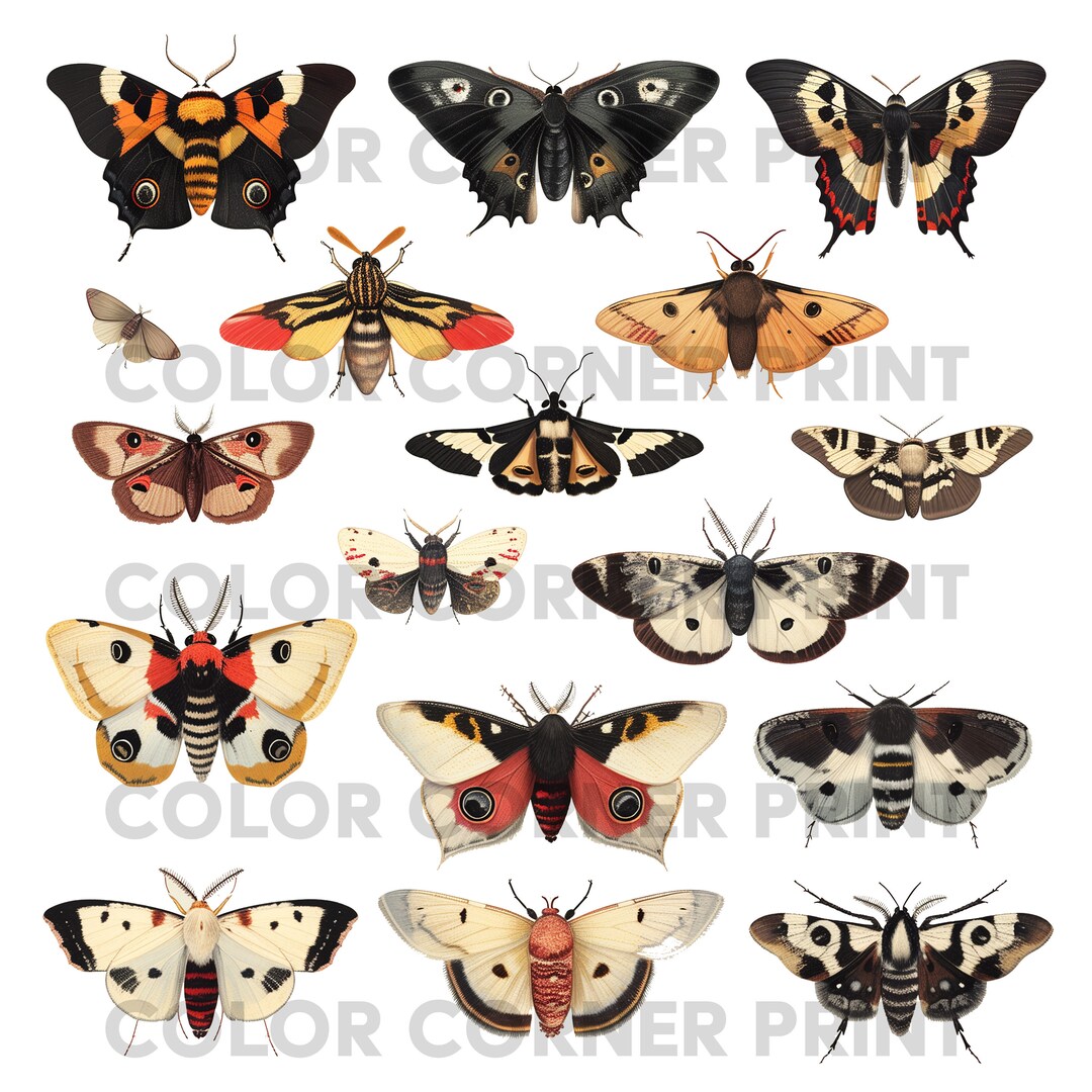 Moth Chart PNG Digital Download for Sublimation, Moth Png, Moth T-shirt ...
