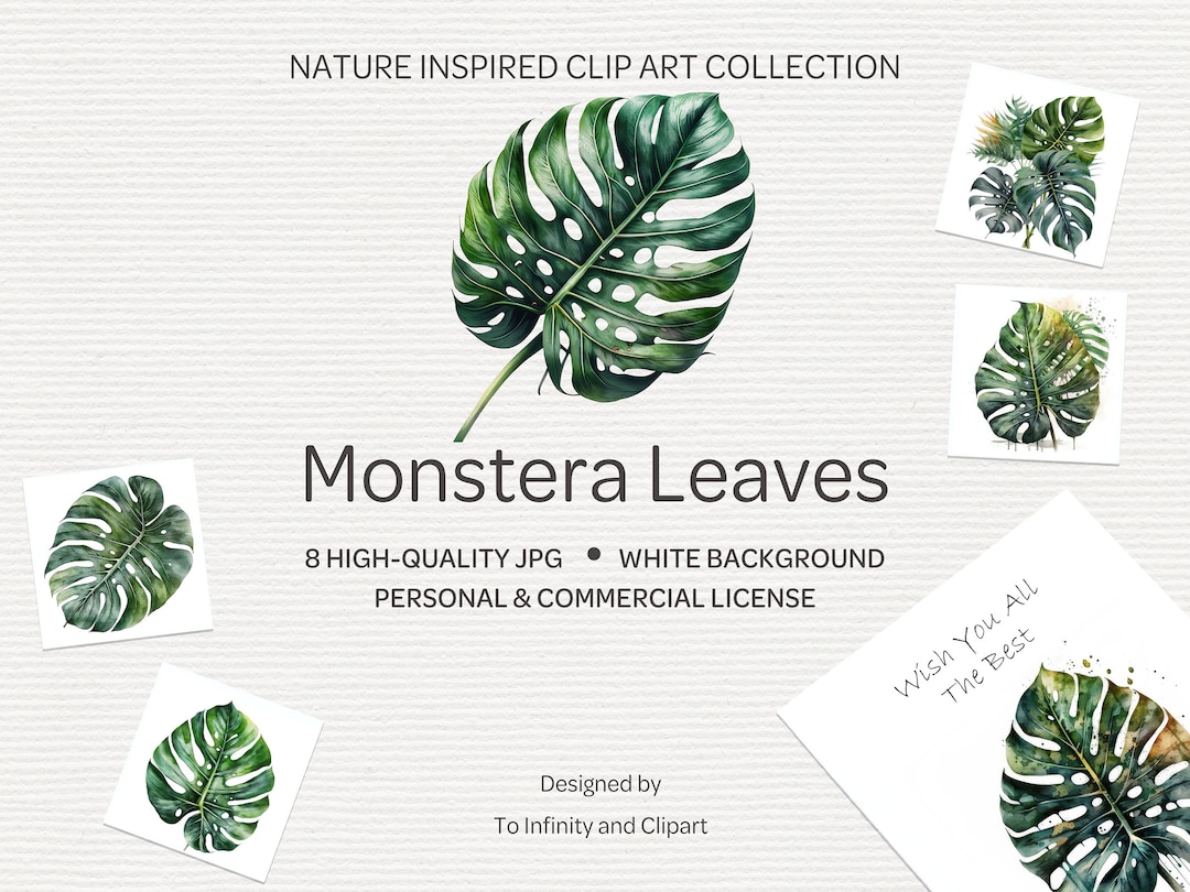 Monstera Clip Art Set, 8 Monstera Leaf on White Background Personal ...
