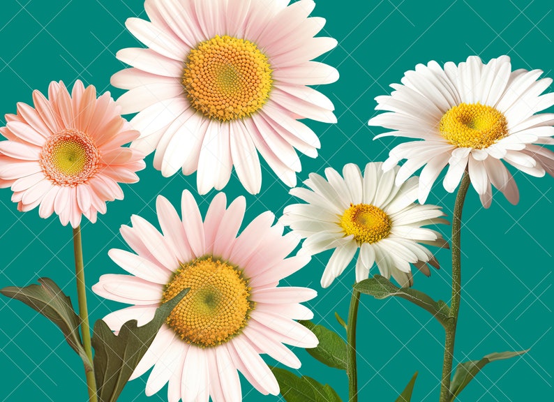 REAL Flower Clipart Flower PNG White Flower Rose Clip Art - Etsy