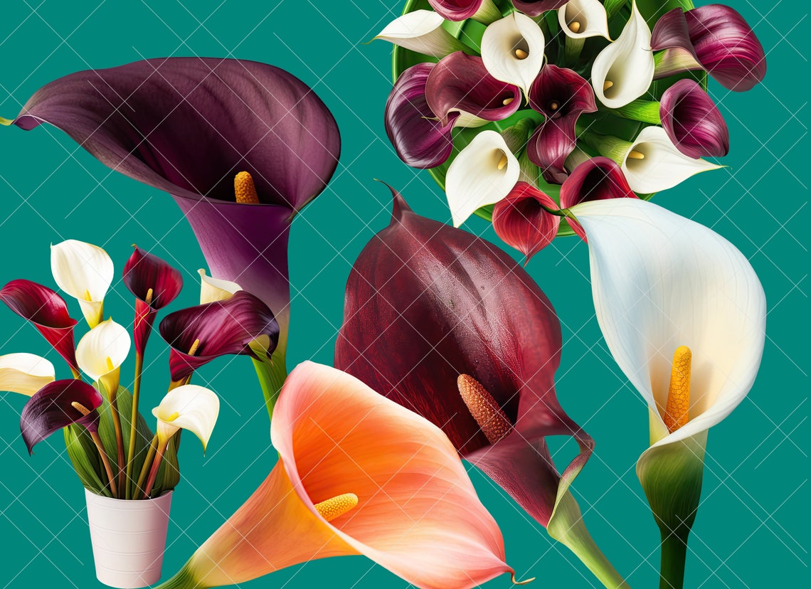 REAL Flower Clipart Flower PNG White Flower Rose Clip Art - Etsy