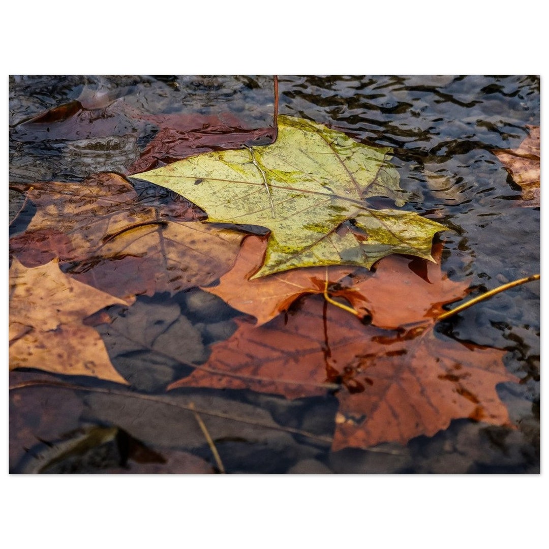 Fall Colors Wall Art - Etsy Canada