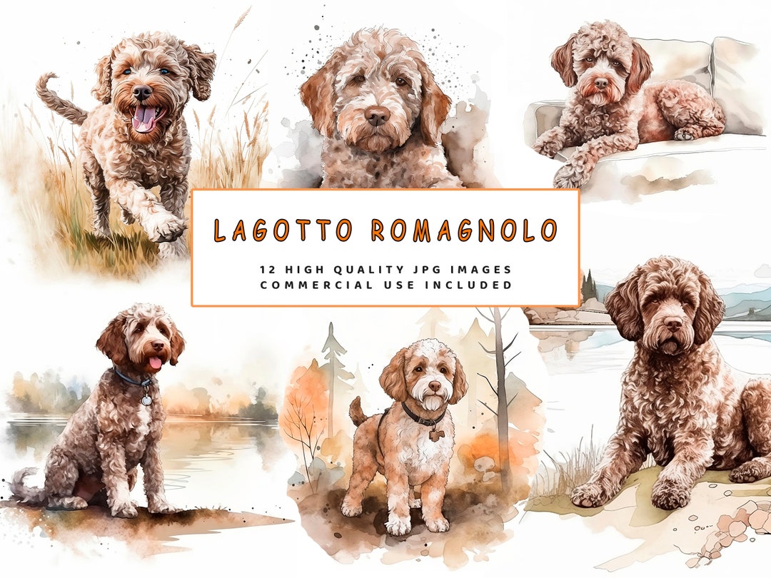 Lagotto Romagnolo Dog Clipart Bundle High Quality Watercolor - Etsy