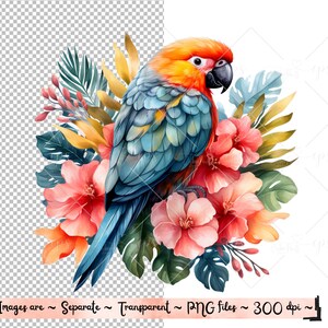 Watercolor Tropical Birds Clipart - Tropical Birds With Hibiscus and ...