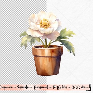 Watercolor Peony Clipart Pack - Peonies in PNG Format Instant Download ...