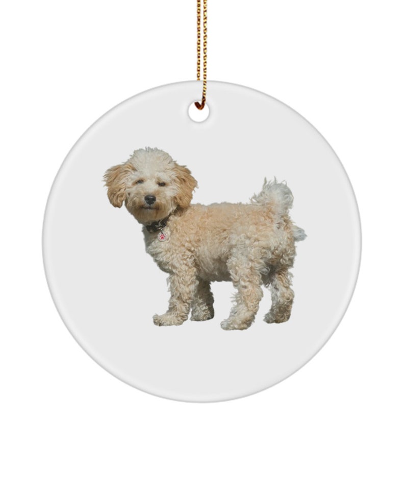 Cavapoo Ornament, Cavalier King Charles Spaniel and Poodle Cross ...