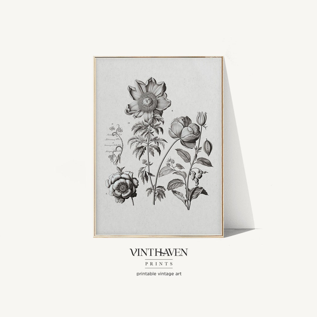 Vintage Botanical Diagram Decor | Pencil Drawing | PRINTABLE Art File ...