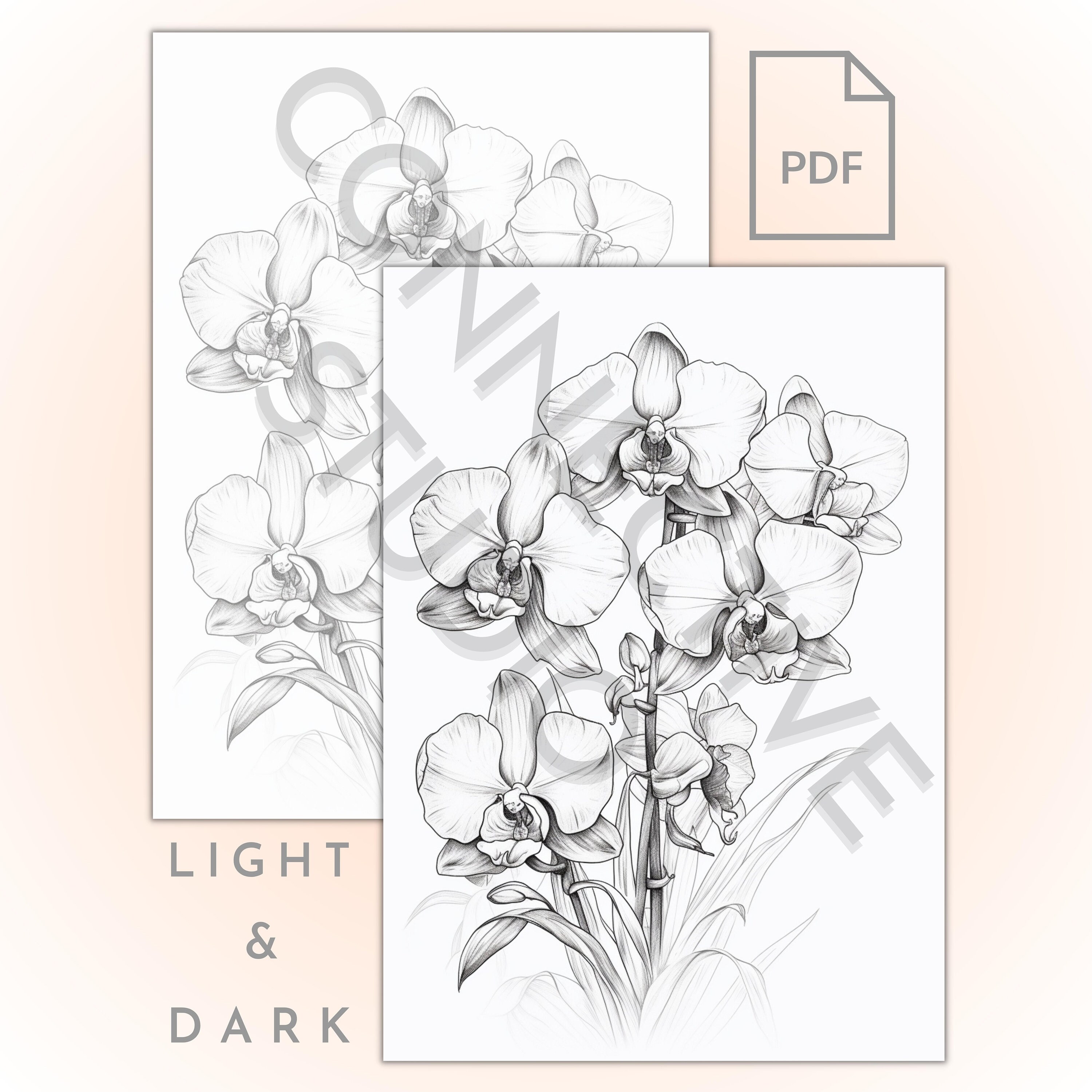 ORCHIDS Coloring Pages Six Pack of Premium Art | Printable Adult ...