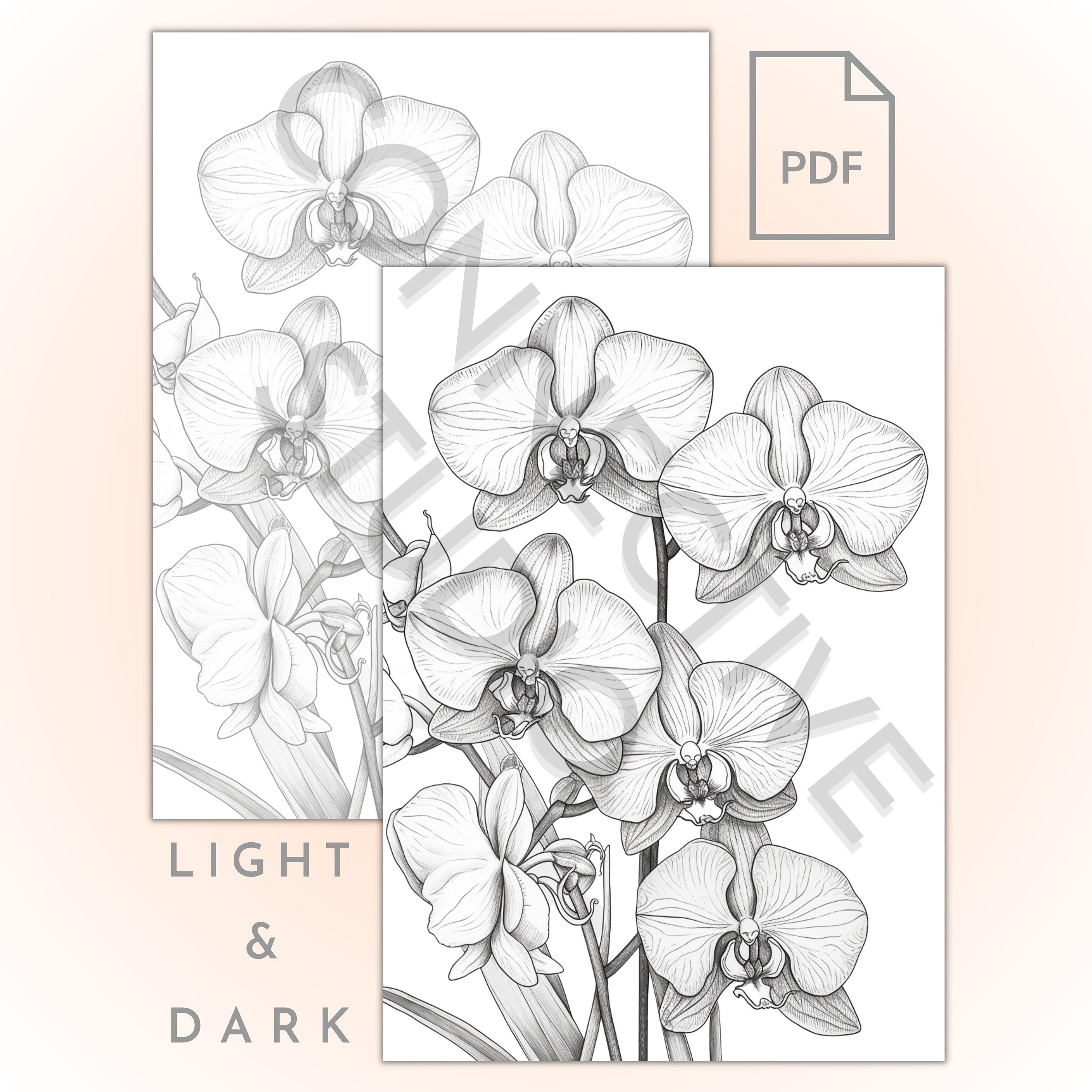 ORCHIDS Coloring Pages Six Pack of Premium Art | Printable Adult ...