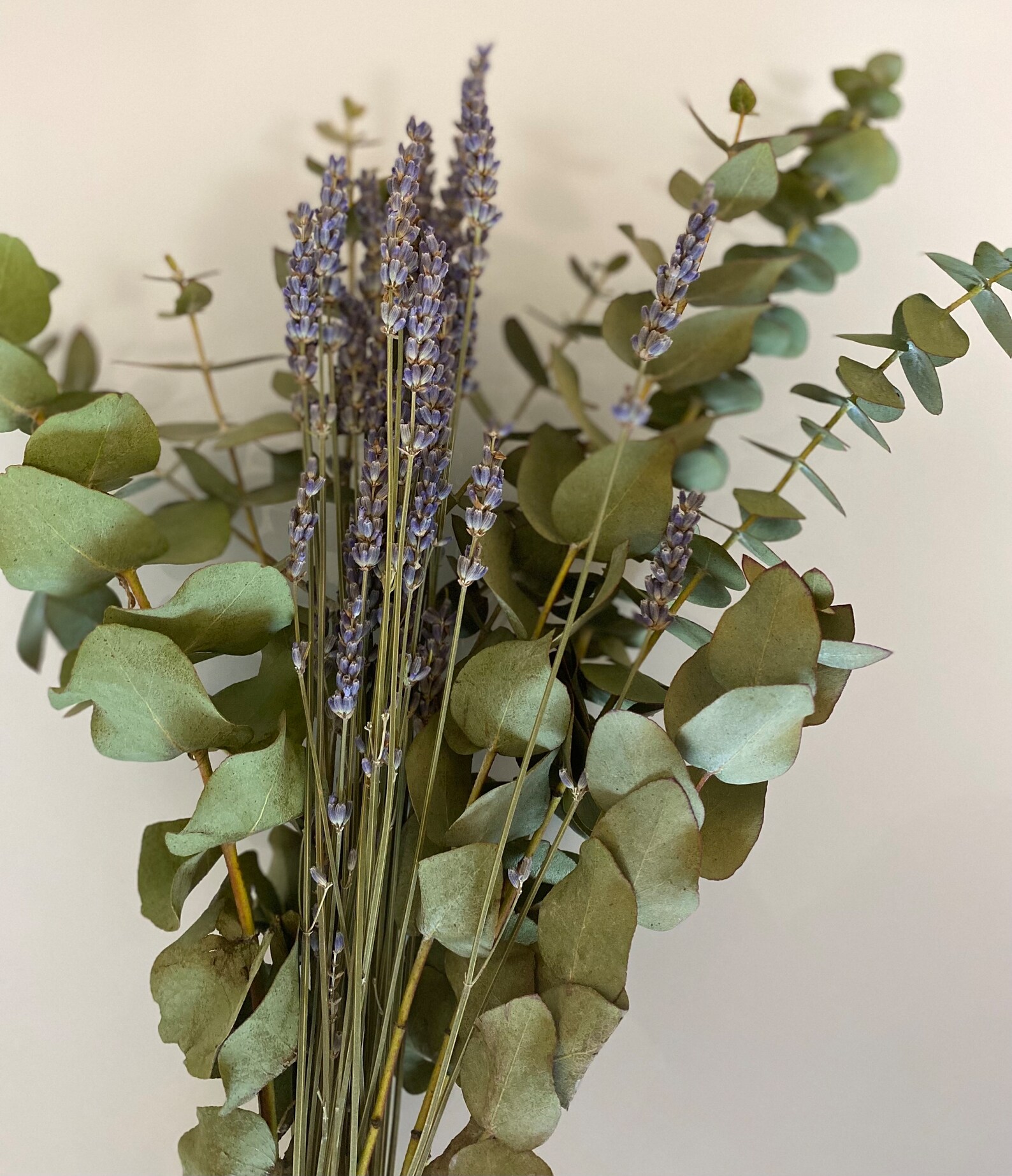 Eucalyptus Bundle - Etsy