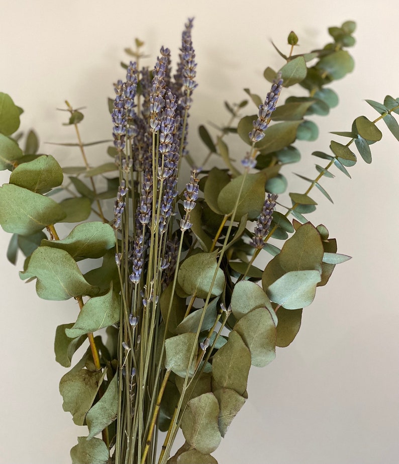 Eucalyptus Bundle - Etsy