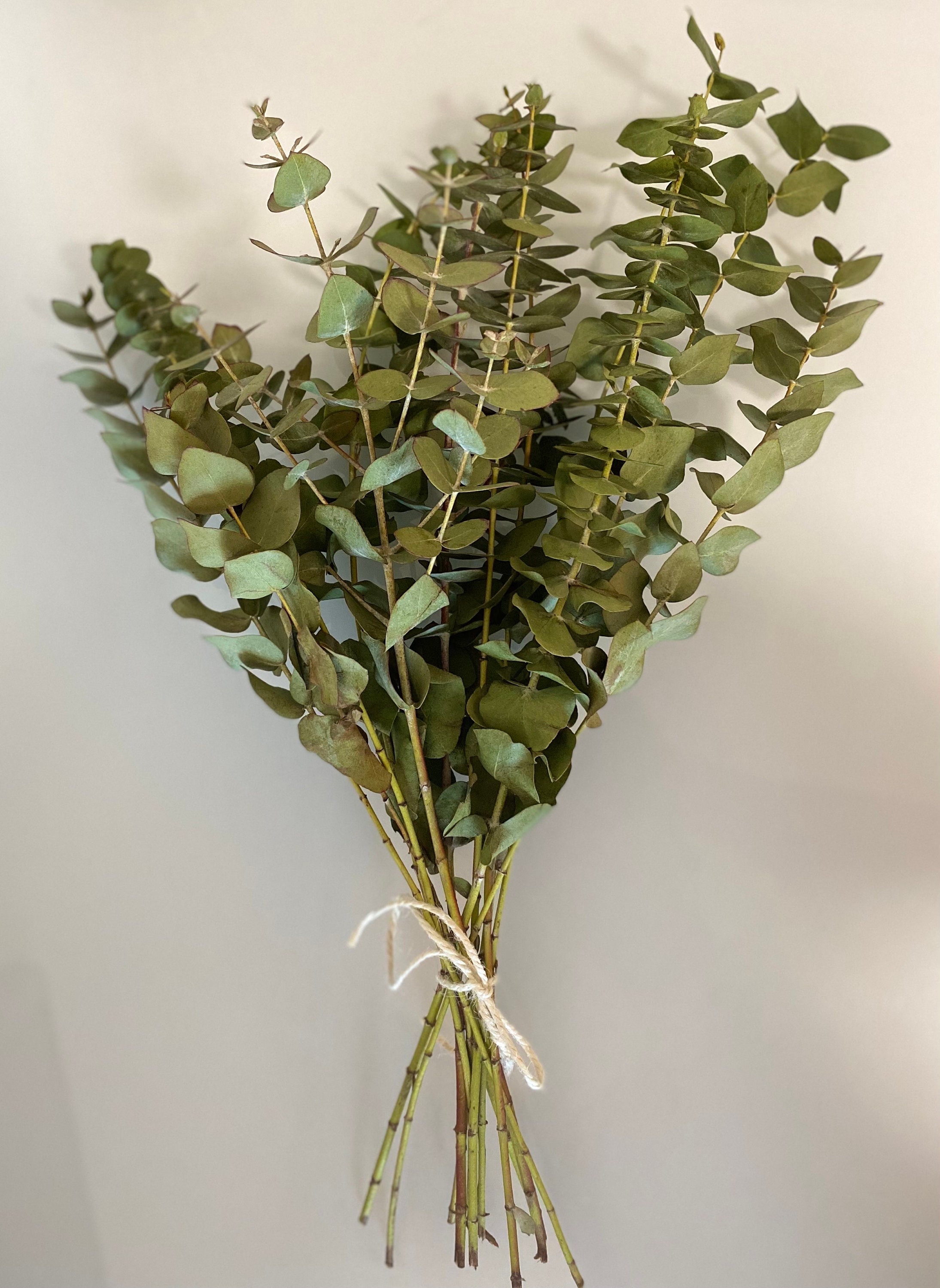 Eucalyptus Bundle - Etsy