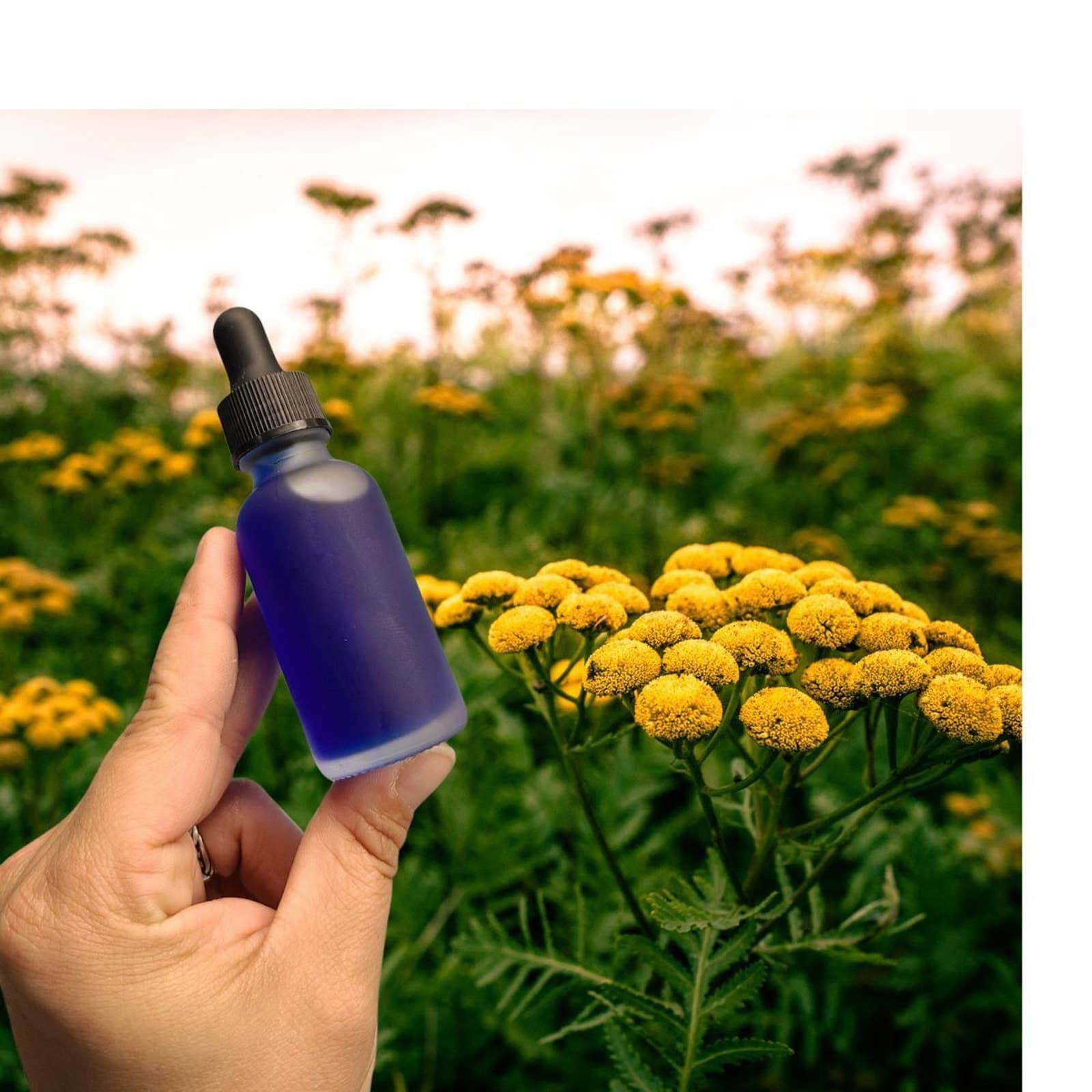 Essential Oil Tanacetum Annuum blue Tansy Essential Oil 1 Oz - Etsy