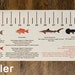 State Specific Saltwater Fish ID and Regulations Ruler Decals Tx La Ms ...