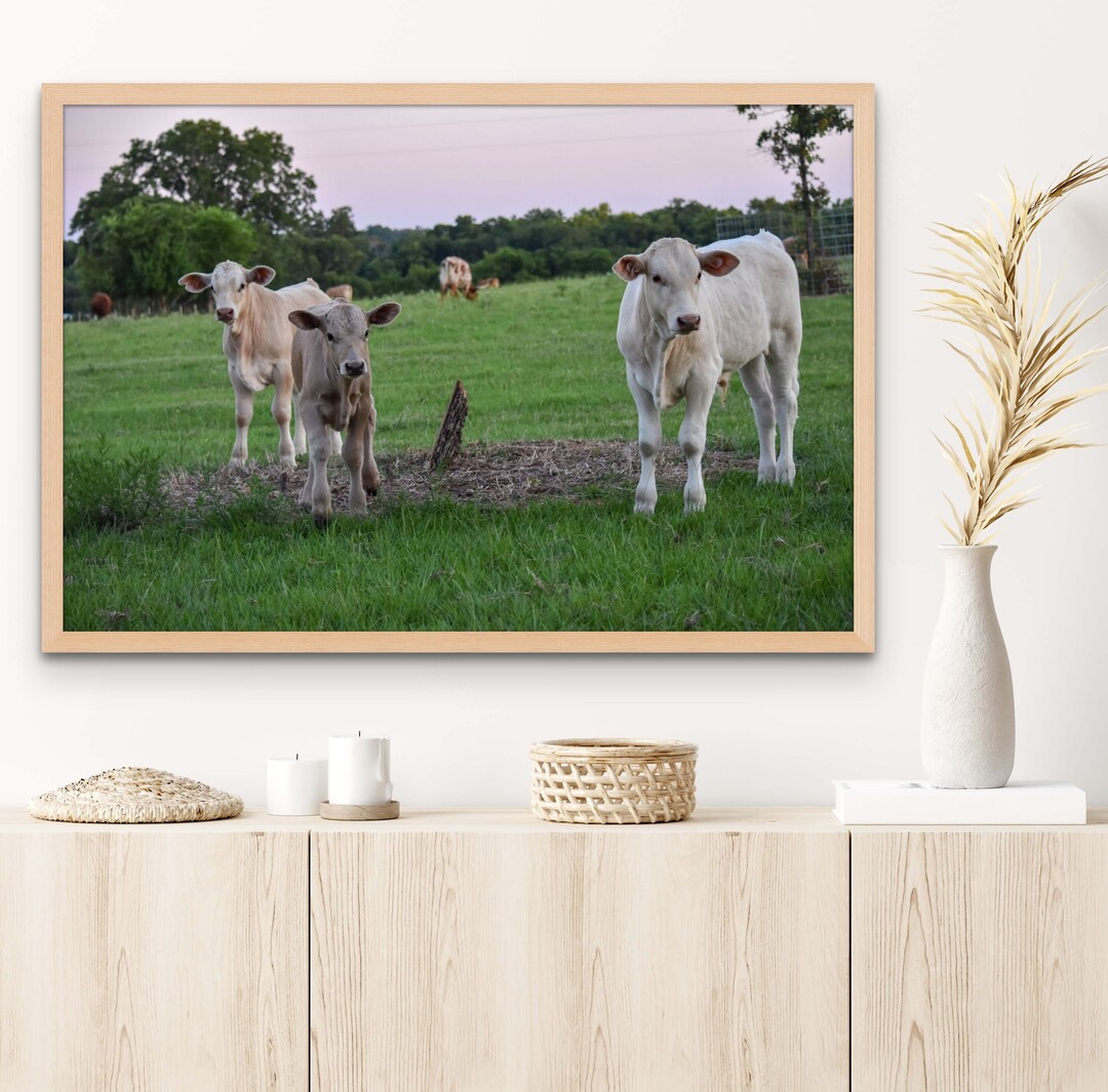 Print Cows calves in the Texas Countryside, Livestock, Country Animals ...