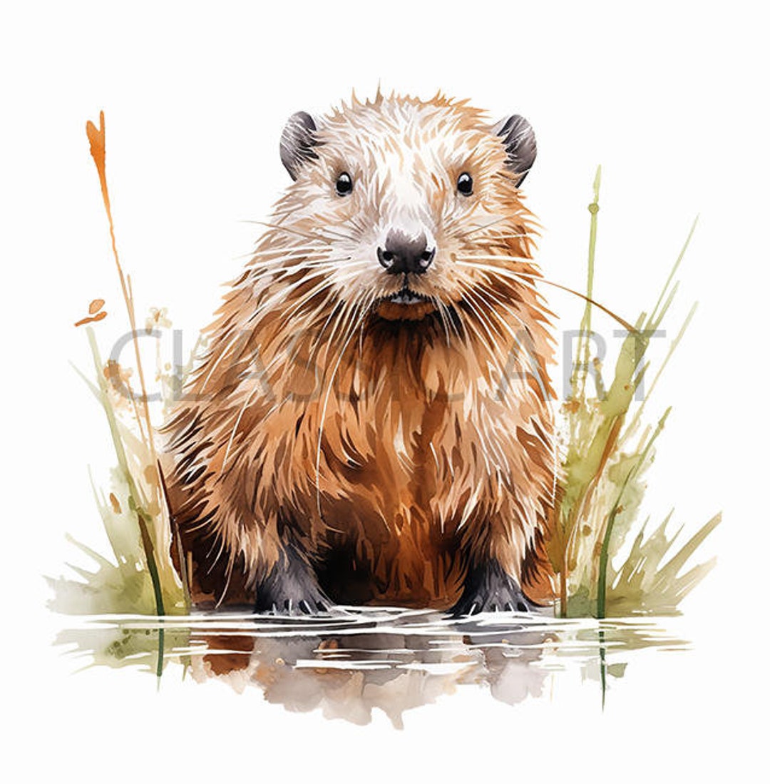 Muskrat PNG Sublimation File - Muskrat With Plant and Water Reflection ...