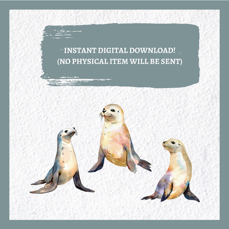 Watercolor Seal Clipart Bundle Cute Seal Clipart Bundle Sea Ocean Party ...