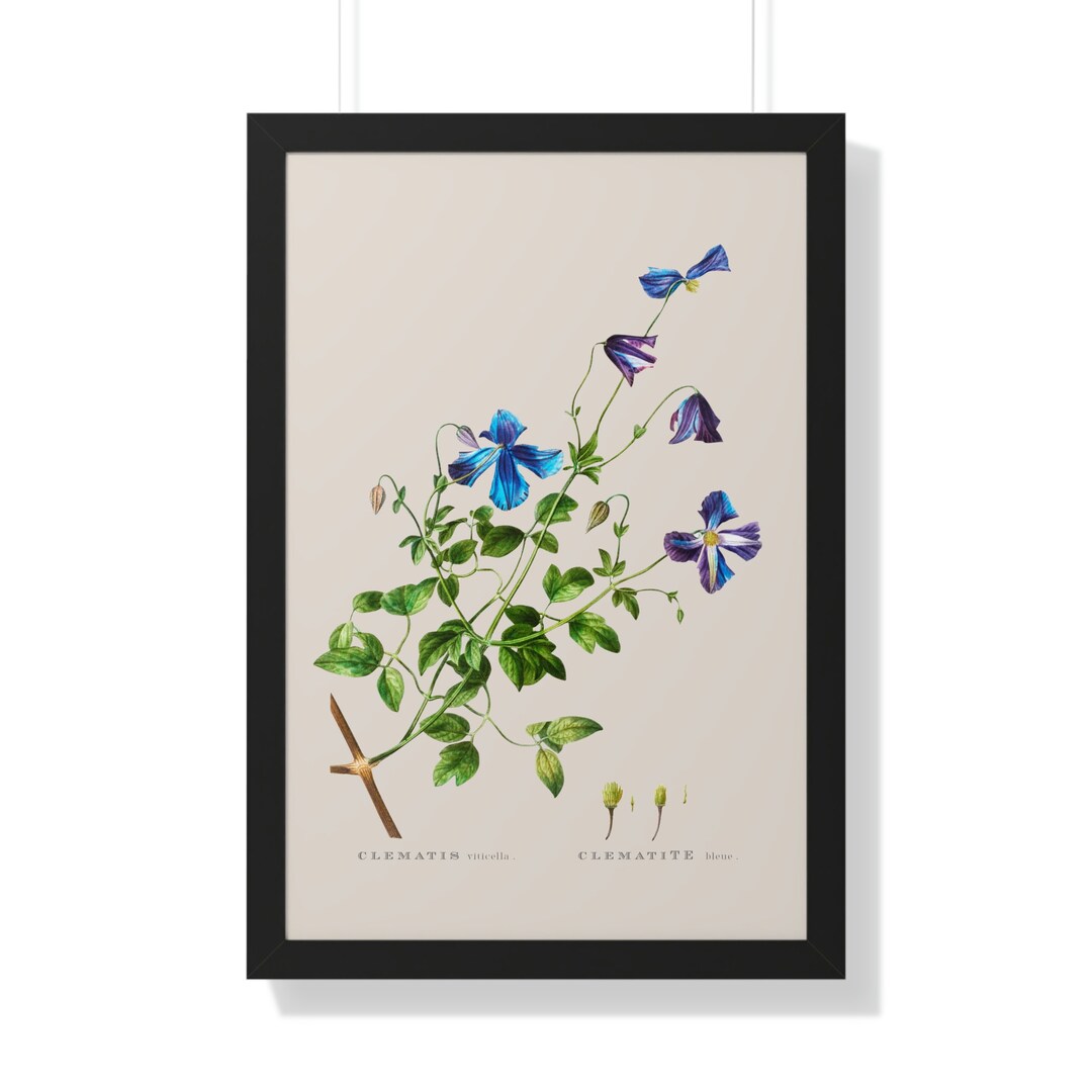 Vintage Clematis Print Encyclopedia Print Retro Aesthetic Academia Wall ...