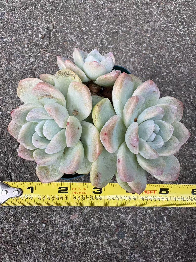 Echeveria Ice Green Three Heads / Imported Korean Succulents - Etsy