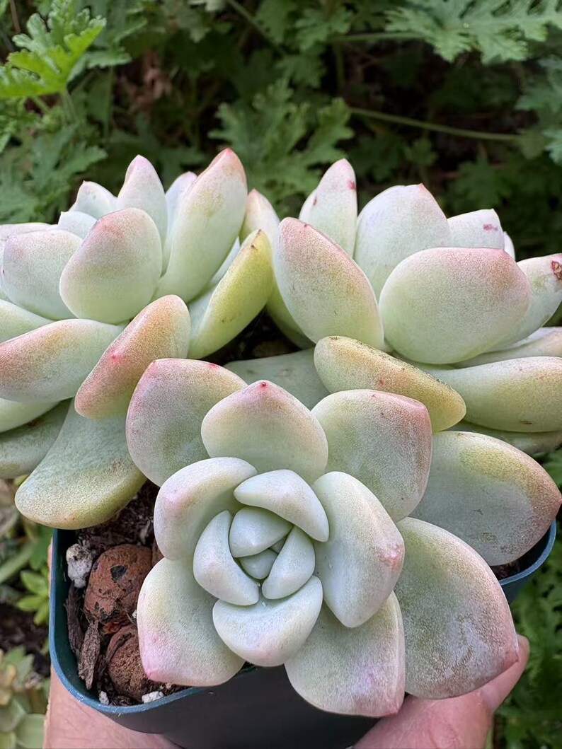 Echeveria Ice Green Three Heads / Imported Korean Succulents - Etsy