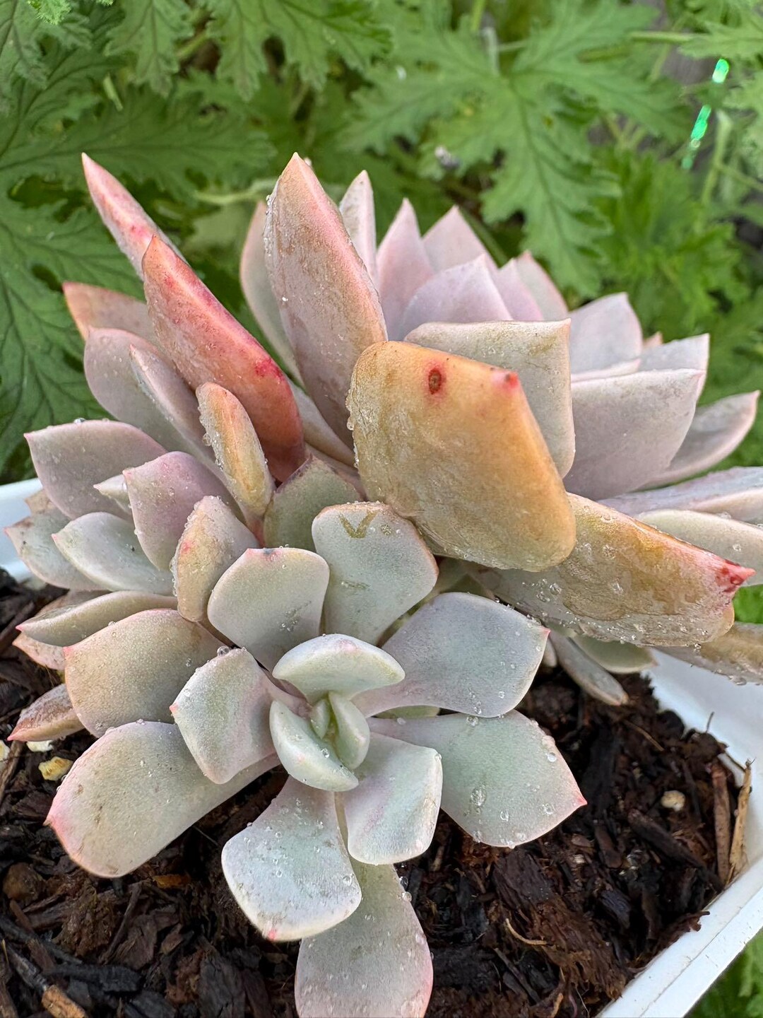 Graptoveria Deebi / Imported Korean Succulents - Etsy