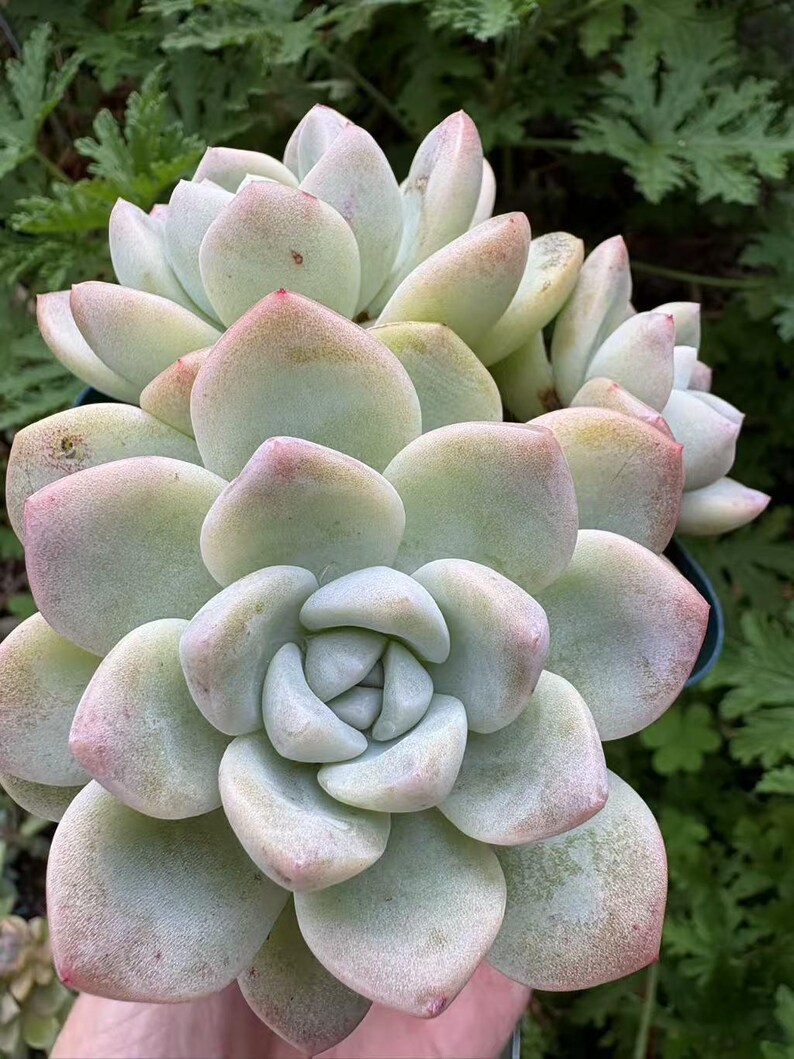 Echeveria Ice Green Three Heads / Imported Korean Succulents - Etsy