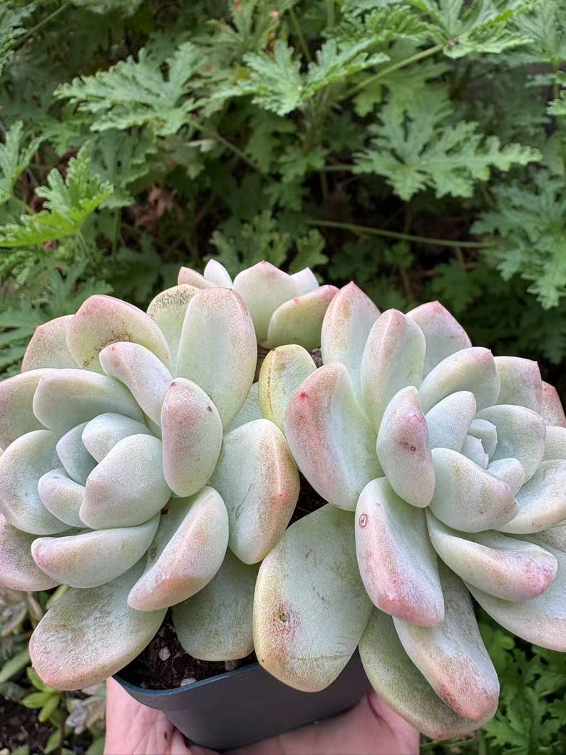 Echeveria Ice Green Three Heads / Imported Korean Succulents - Etsy