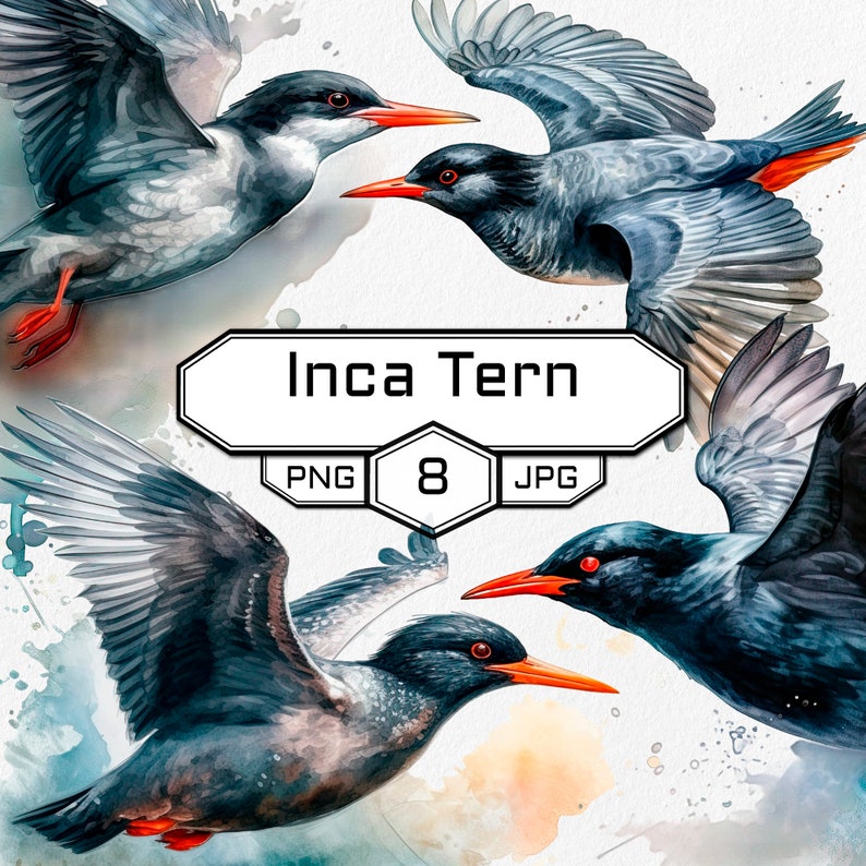 8 PNG & JPG Inca Tern Clip Art Watercolor Illustration - Etsy