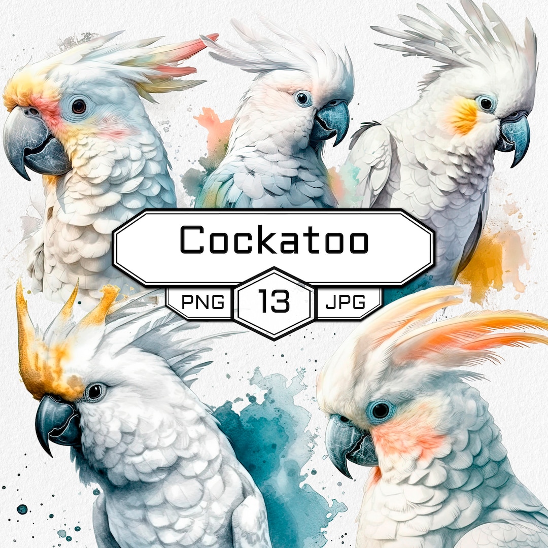 13 Png And Cockatoo Clip Art Watercolor Illustration Etsy Uk