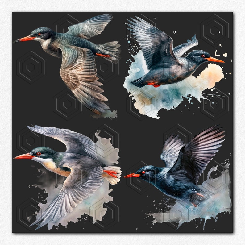 8 PNG & JPG Inca Tern Clip Art Watercolor Illustration - Etsy