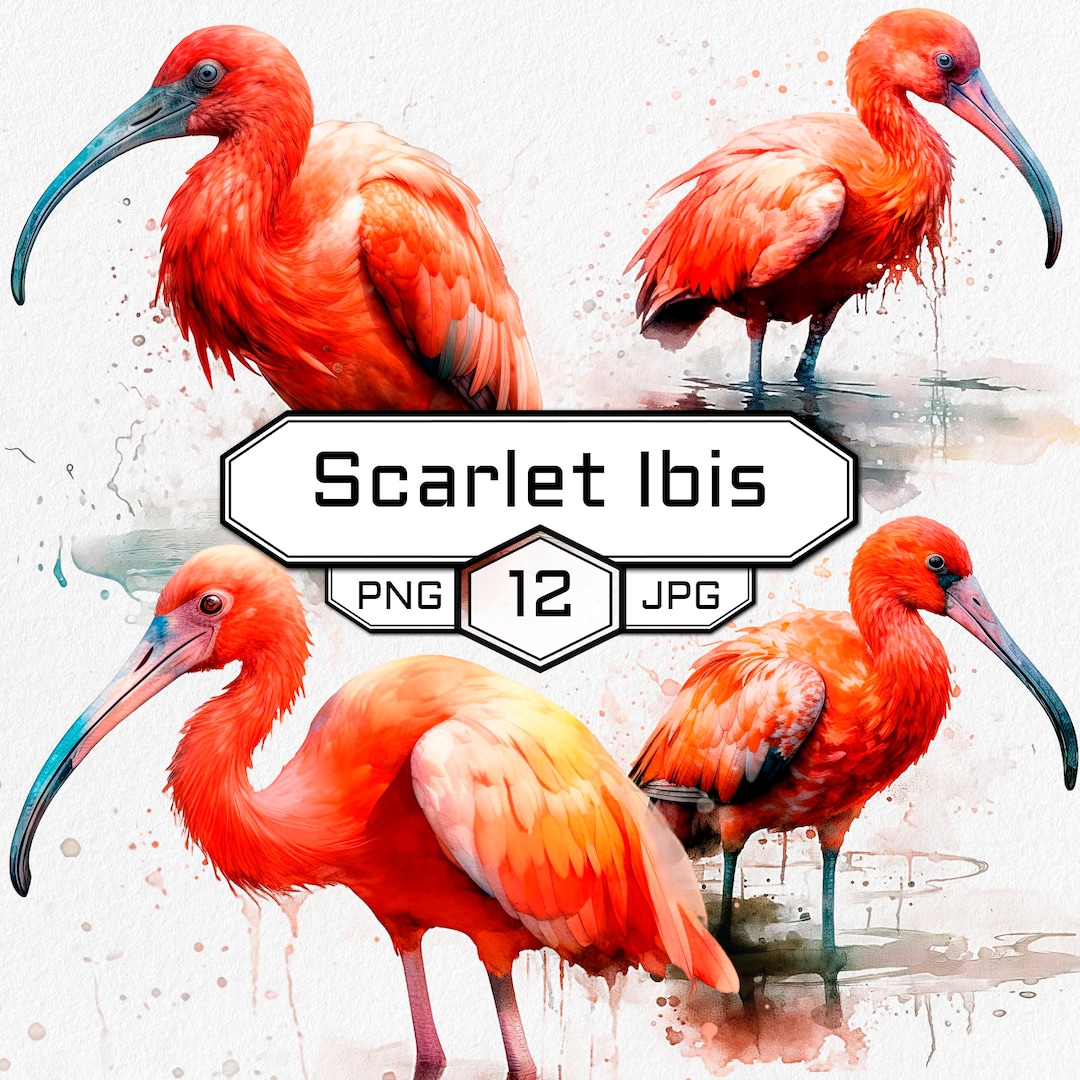 12 PNG & JPG Scarlet Ibis Clip Art Watercolor Illustration - Etsy